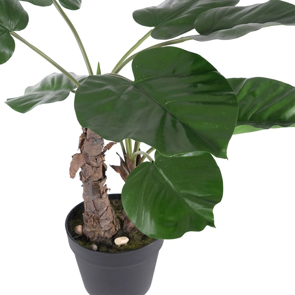Philodendron Plant — JA Lyttle