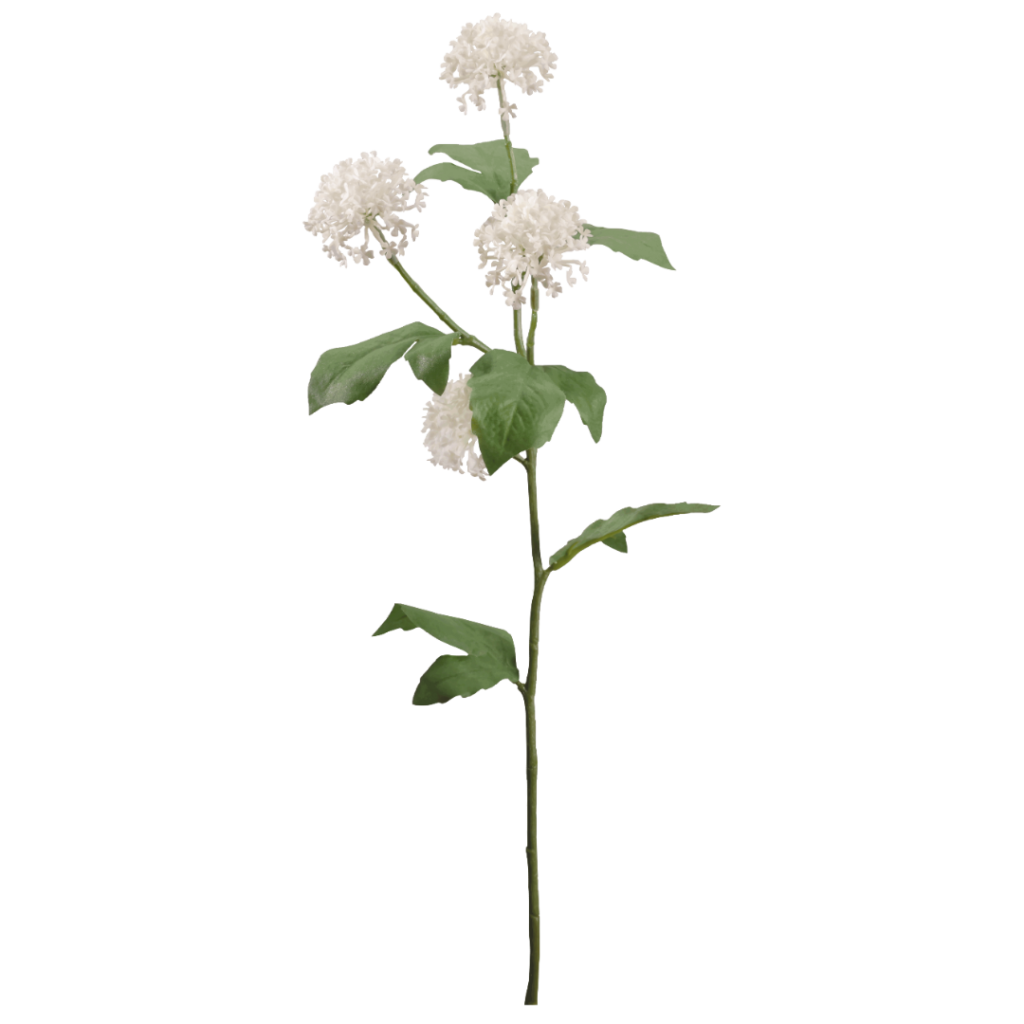 Viburnum Blanc — JA Lyttle