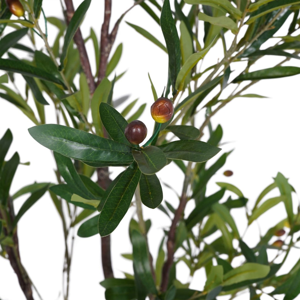 Olive Fruit Tree *Collection Only* — JA Lyttle